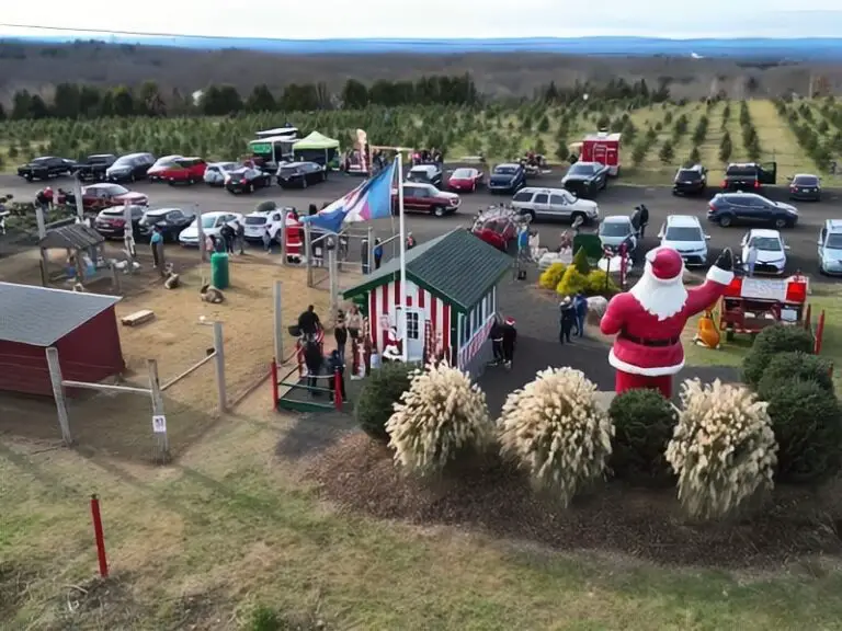 17 Best Christmas Tree Farms In CT 2026 (Cut Your Own)